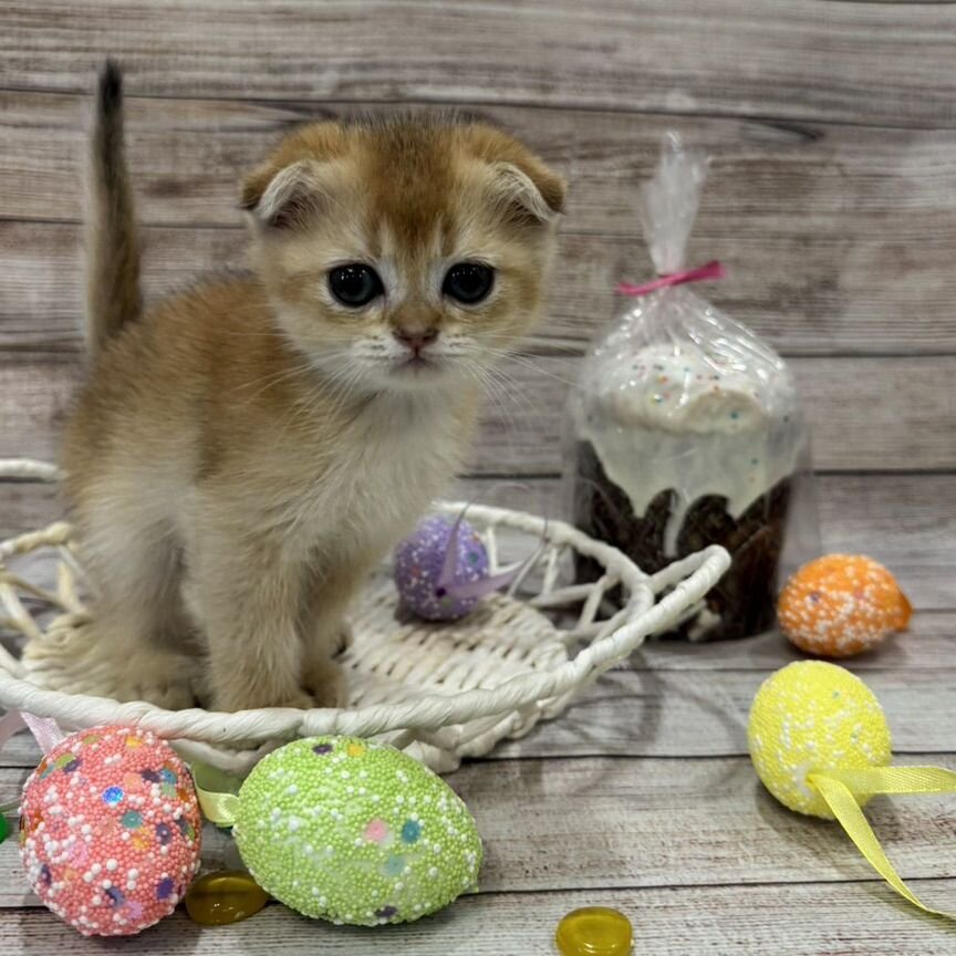 Шотландский прямоухий короткошёрстный котёнок