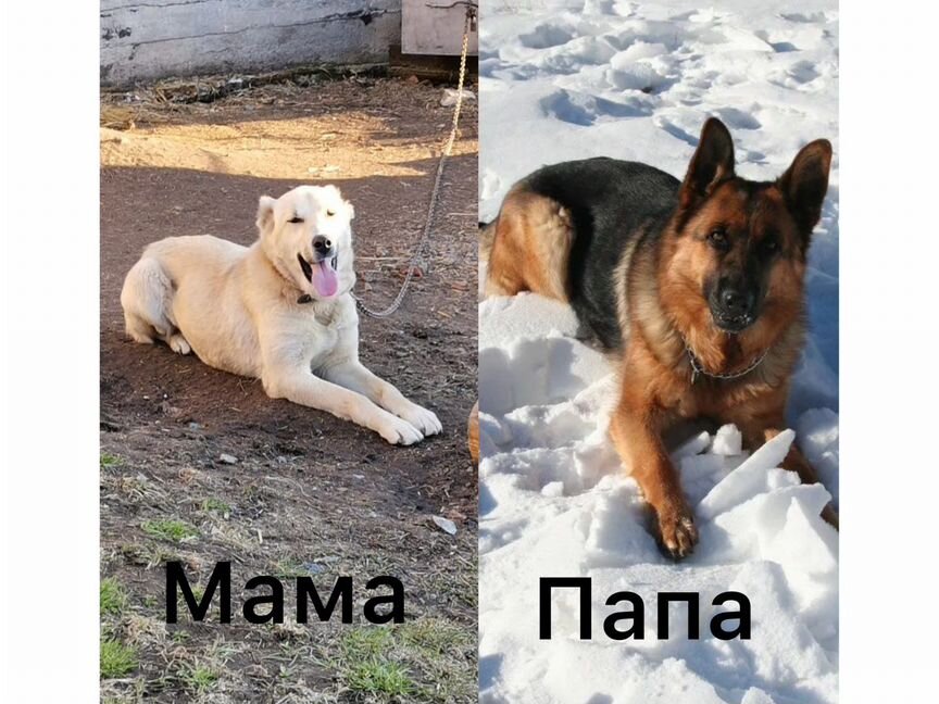 Овчарка