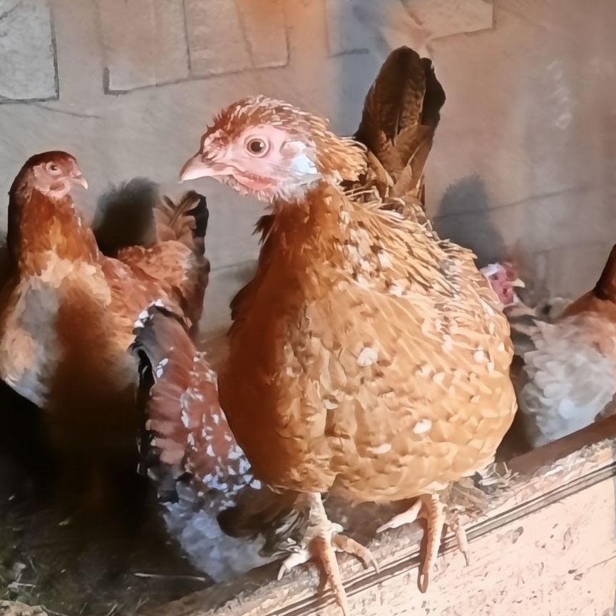 Куры декор. Бентамка