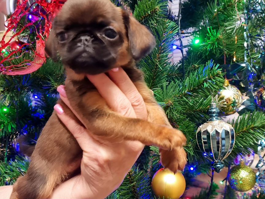 Пти брабансон девочка и брутальный мальчик