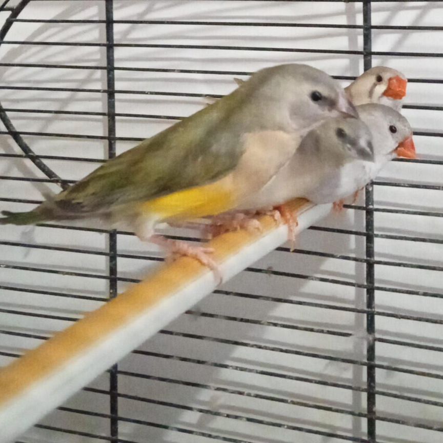 Птенцы амадины Гульда