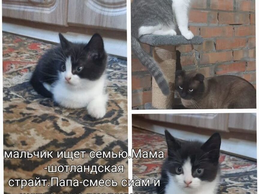 Породистый котенок бесплатно