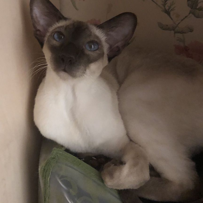 Сиамская кошка