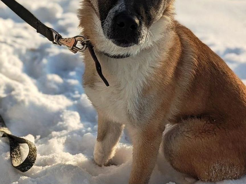 Рута, 10 месяцев, стерилизованная