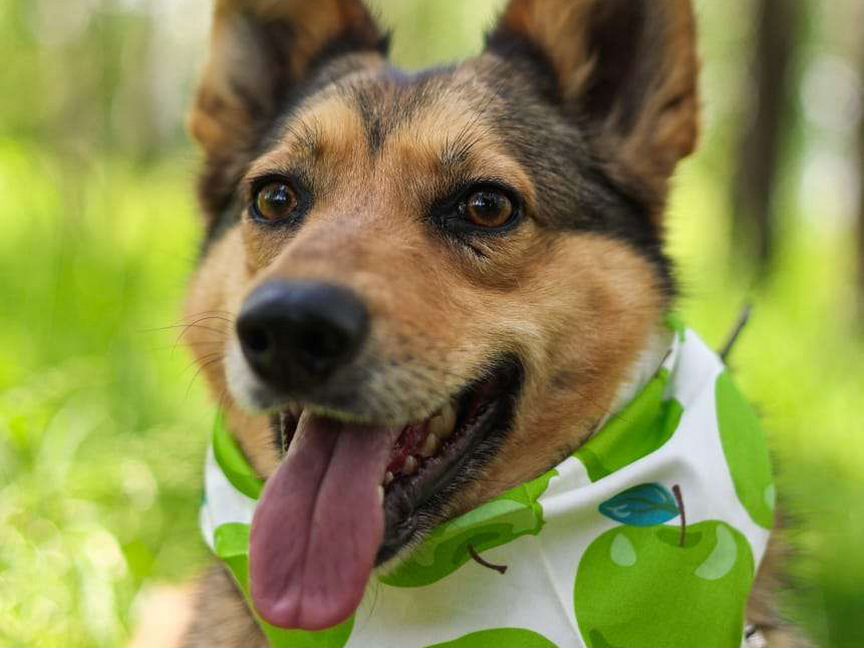 Ася ищет дом