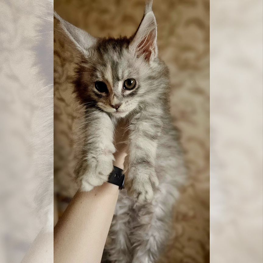 Мейн-кун котёнок