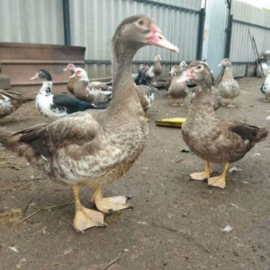 Мускусные утки