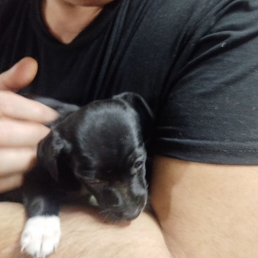 Щенок в добрые руки