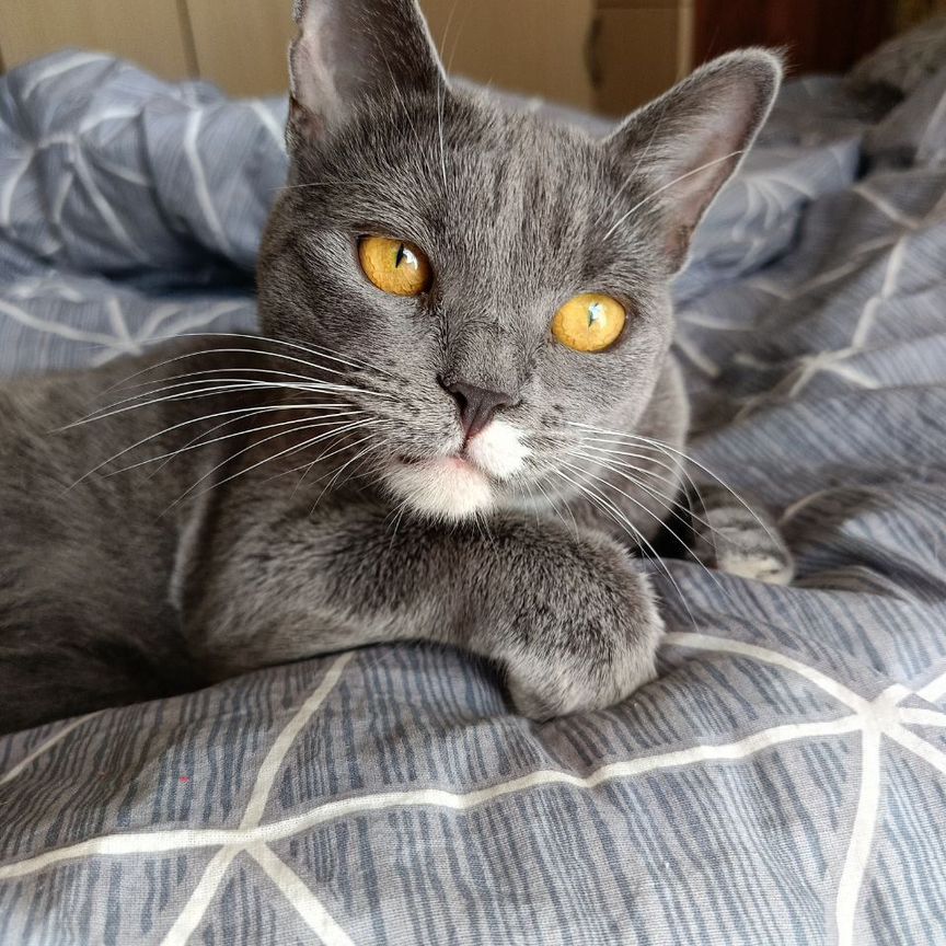 Отдаем в хорошие руки