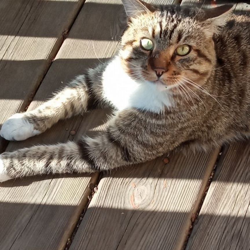 Кот