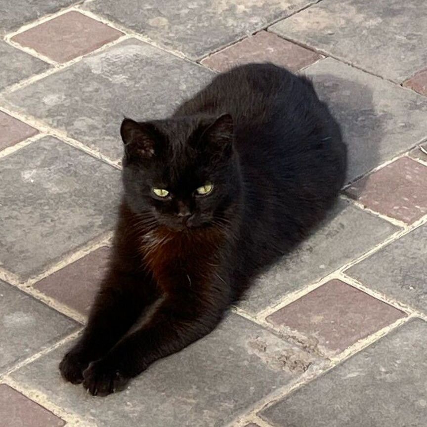 Котик ищет семью
