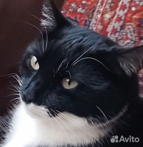 Котик Микки