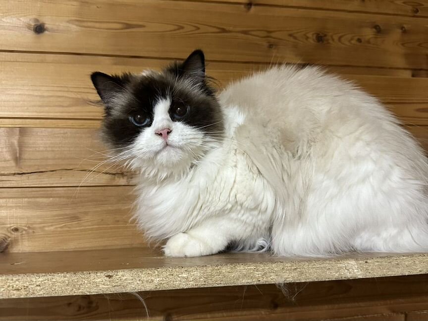 Кошка Рэгдолл взрослая. Отдам в добрые руки