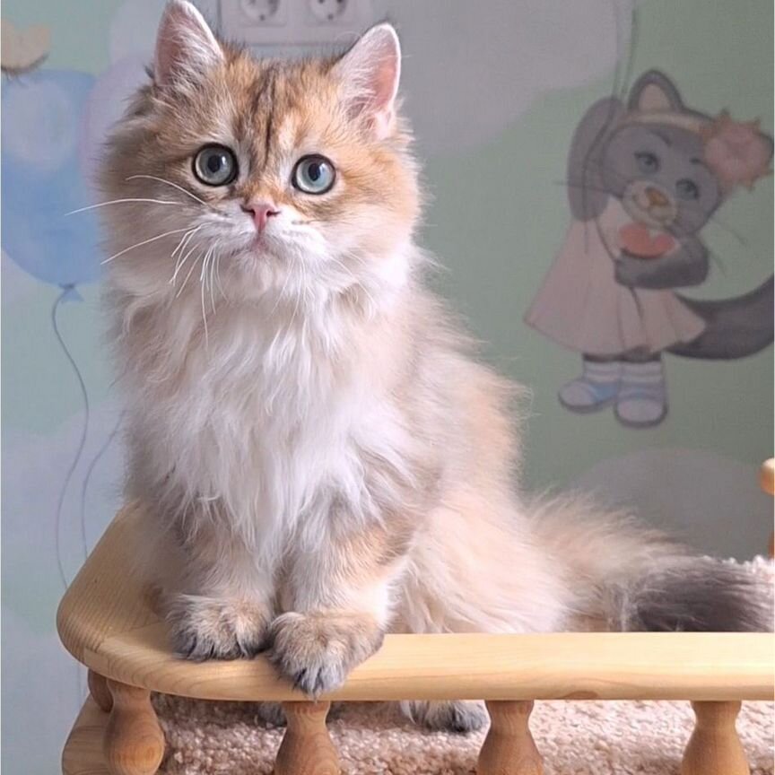 Британский длинношёрстный котёнок