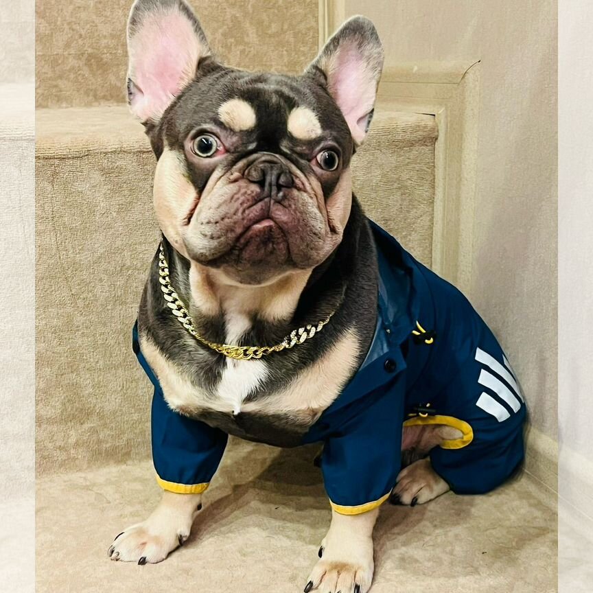 Французский бульдог, вязка