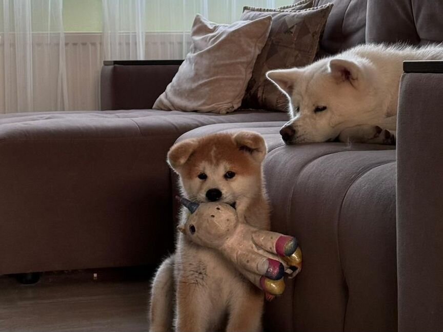 Щенки акита ину