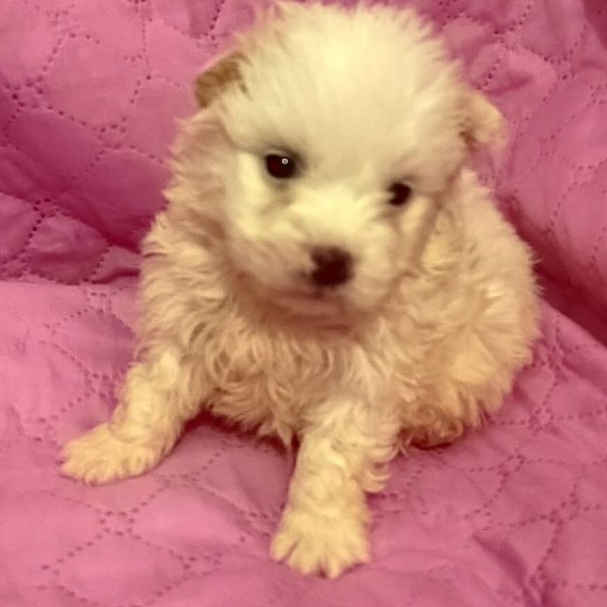 Мальтипу, щенок