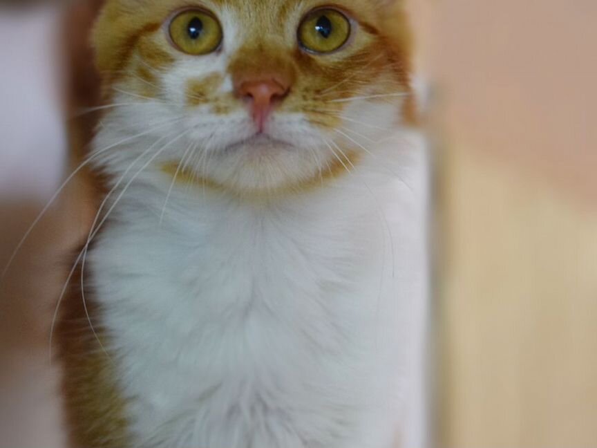 Котёнок мальчик рыжий красивый добрый милый