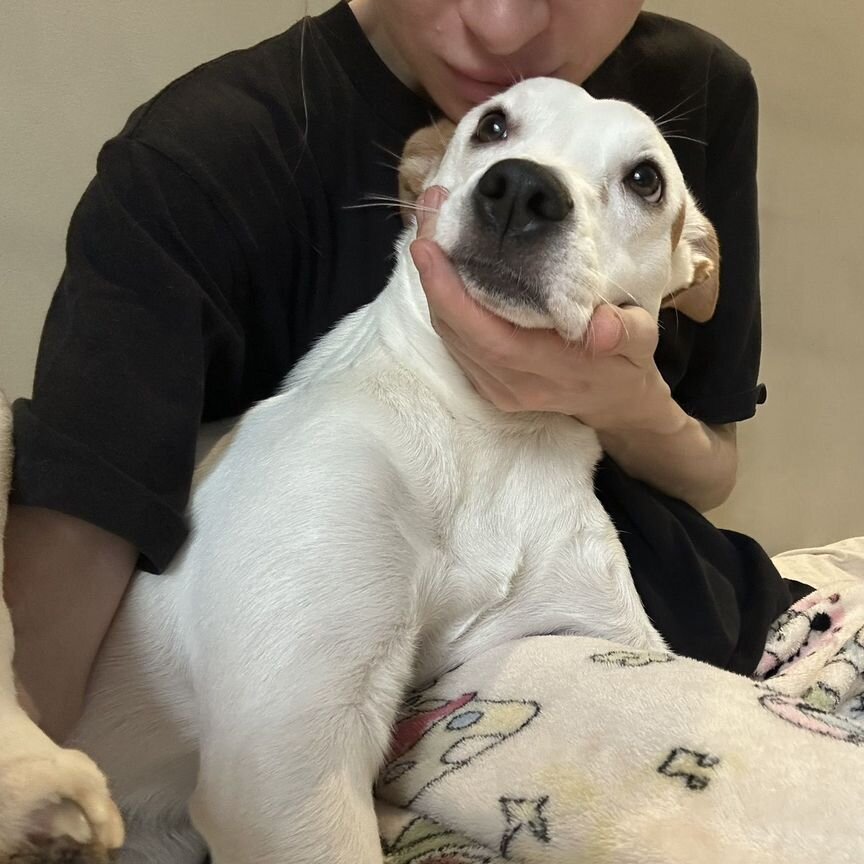 Взрослая собака в добрые руки