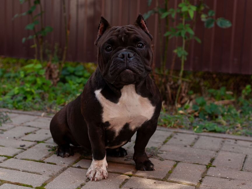 Американский булли экзот девочка