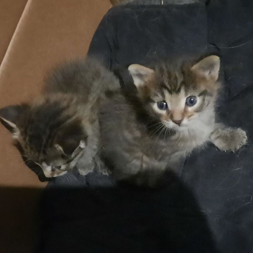 Мейн-кун котёнок