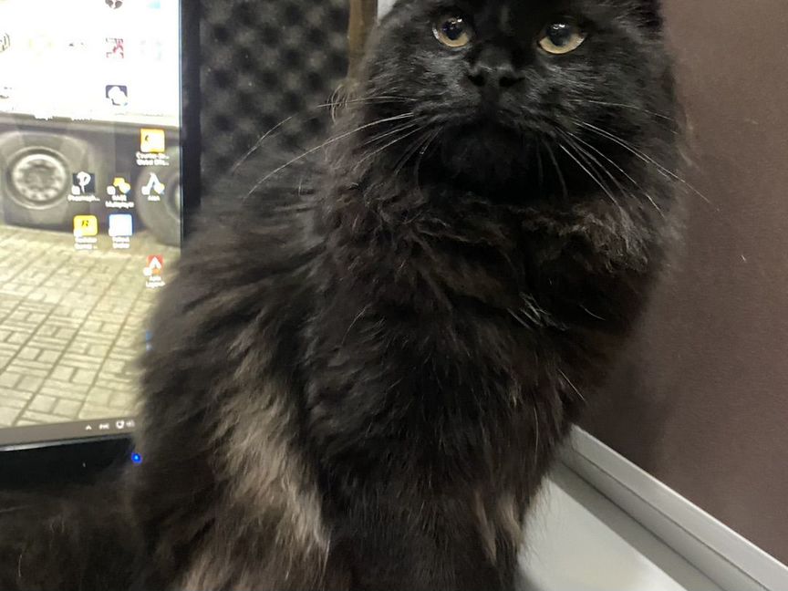 Котик ищет кошечку