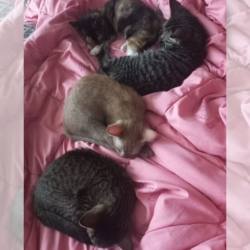 Котята