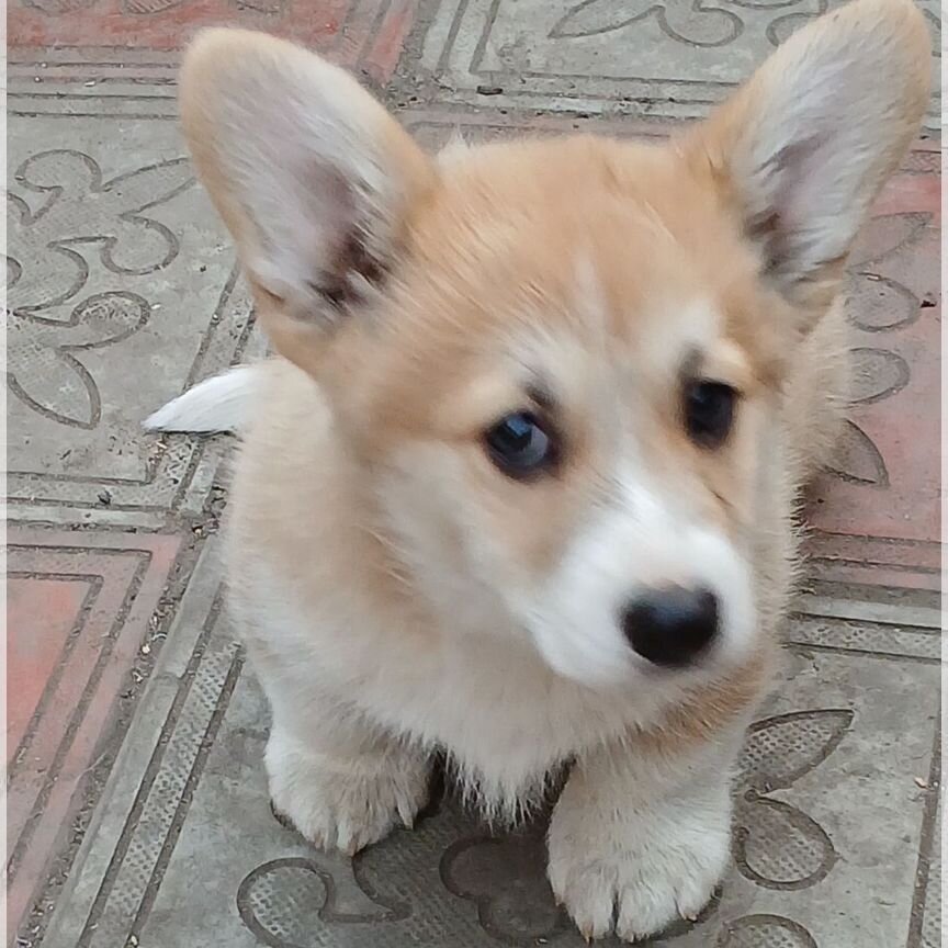 Вельш Корги Пемброк, щенок