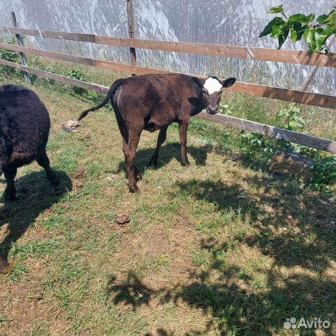 Продаются Телята
