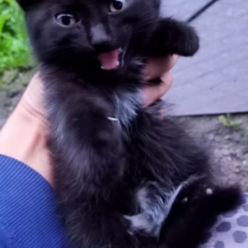 Кошечка ищет дом