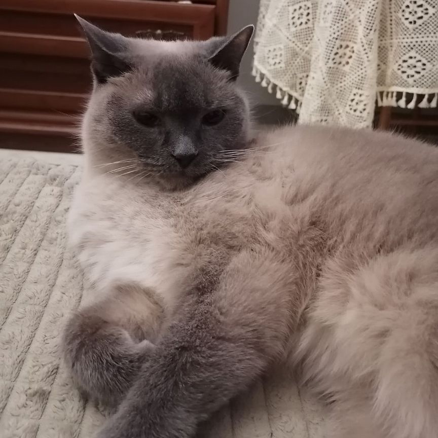 Сиамская, взрослая кошка