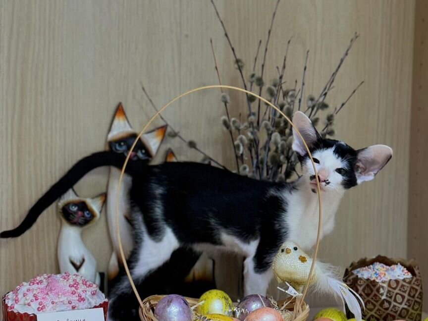 Ориентальные котята из питомника с документами