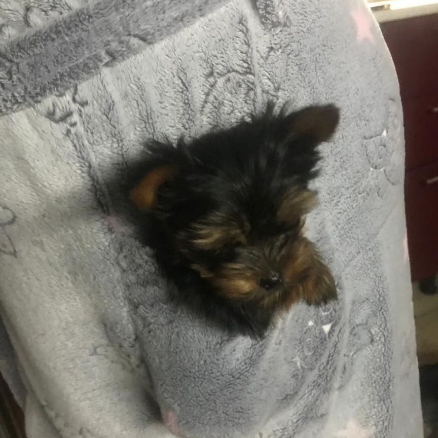 Продаю собаку