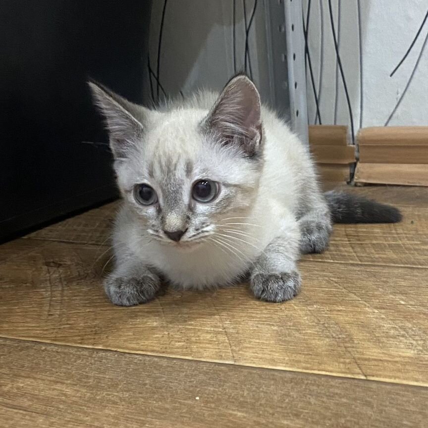 Кошки в добрые руки