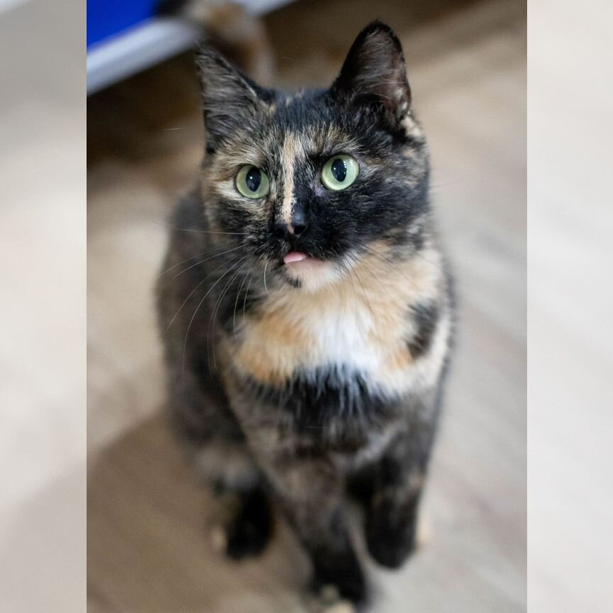 Взрослая кошка в добрые руки