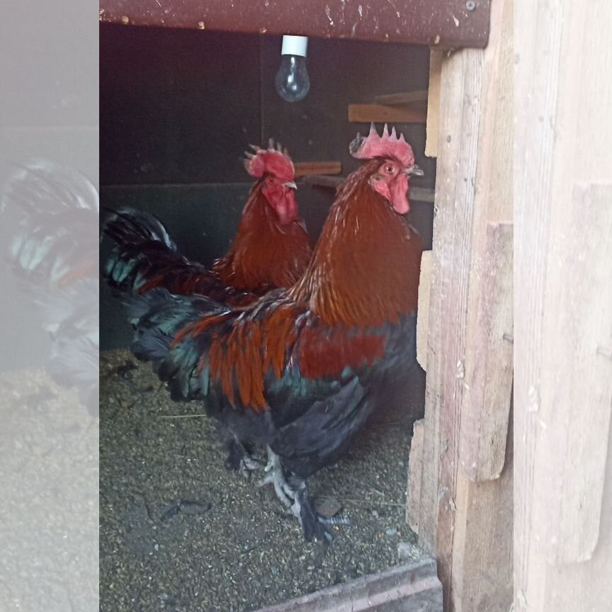 Петух маран