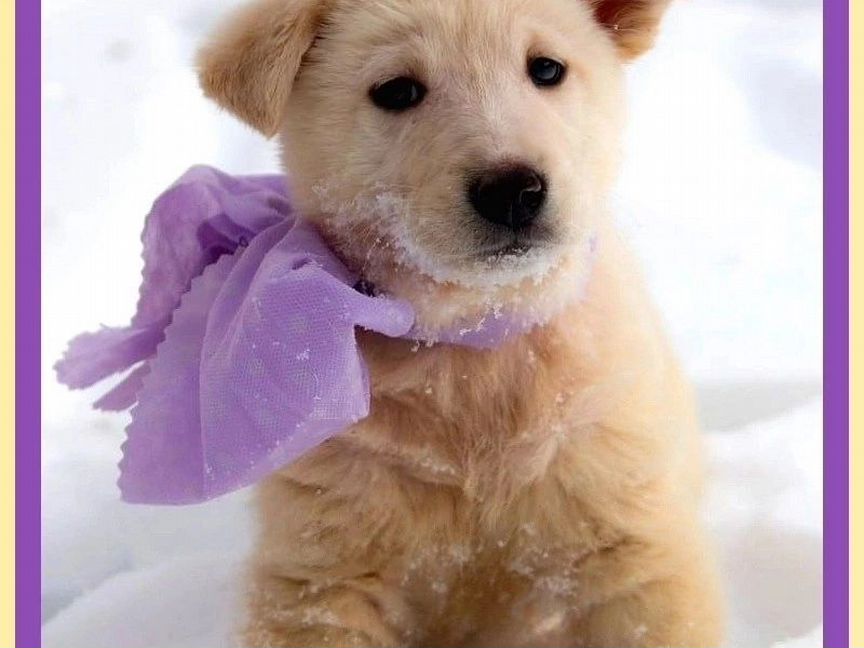 Щенок в добрые руки 2 месяца