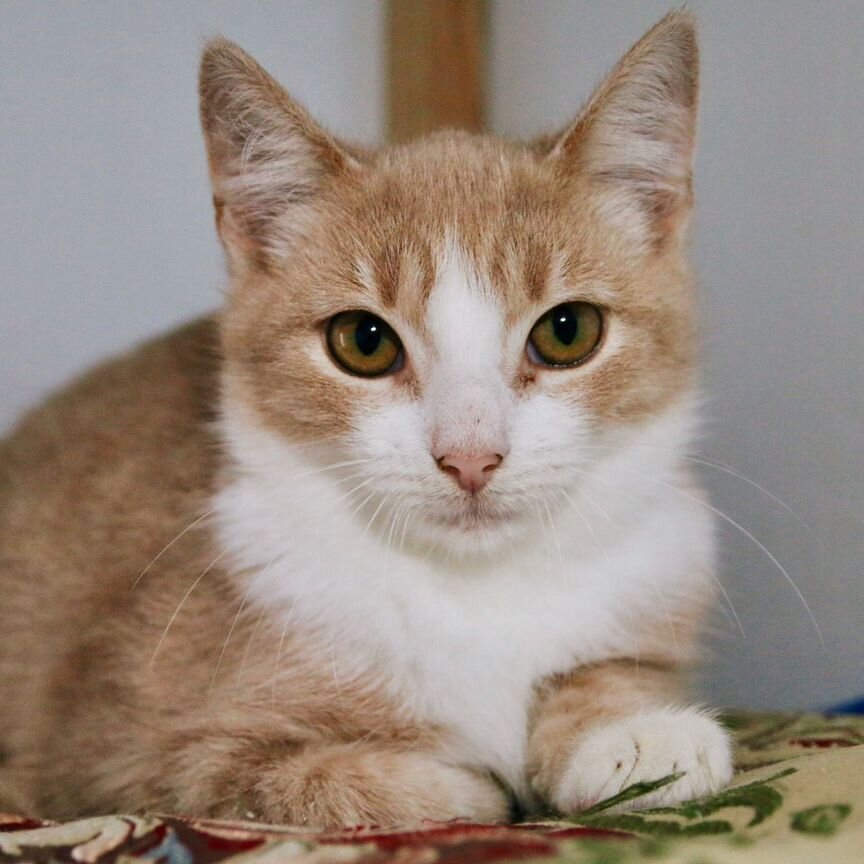 Рыжий котёнок мальчик в добрые руки