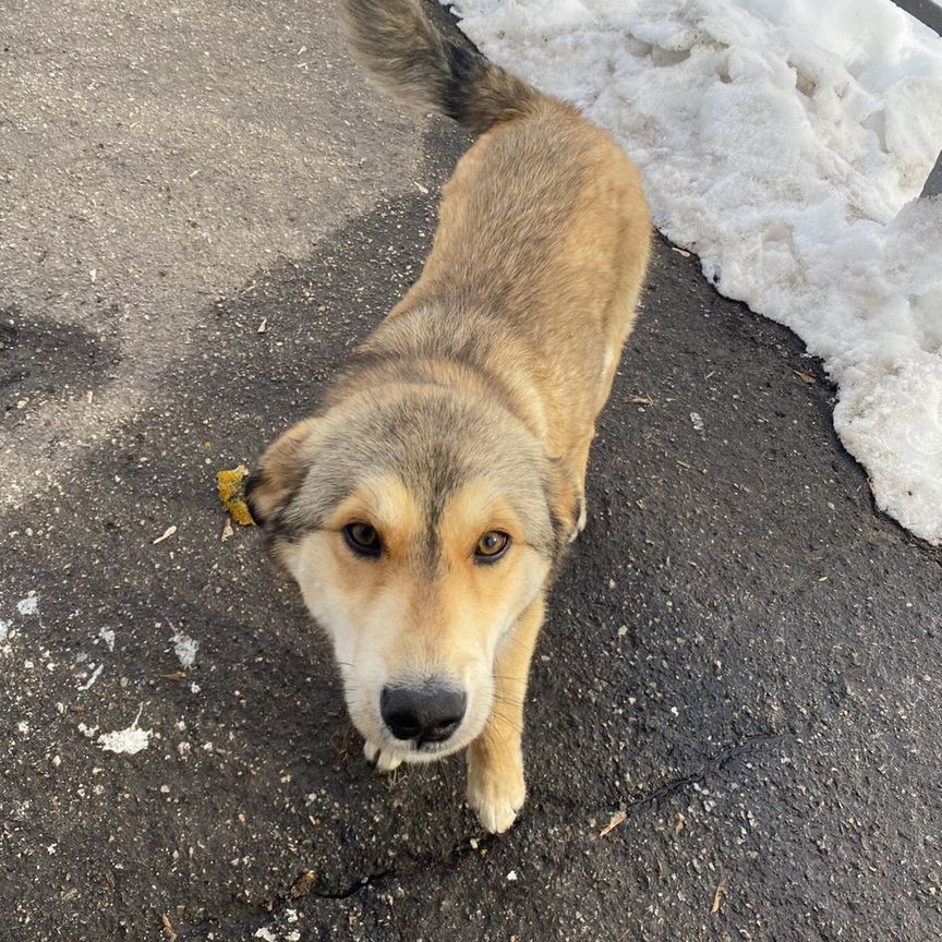 Собака в добрые руки