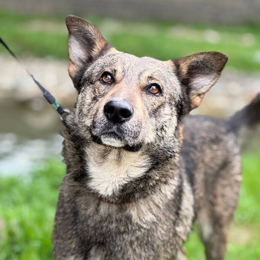 Вильд в хорошие руки