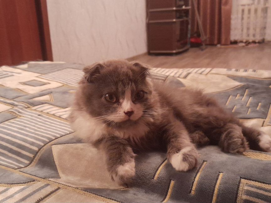 Британский вислоухий кот