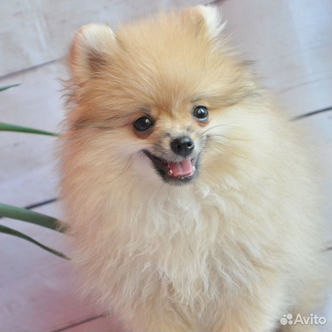 Щпицыки 2,5 мес