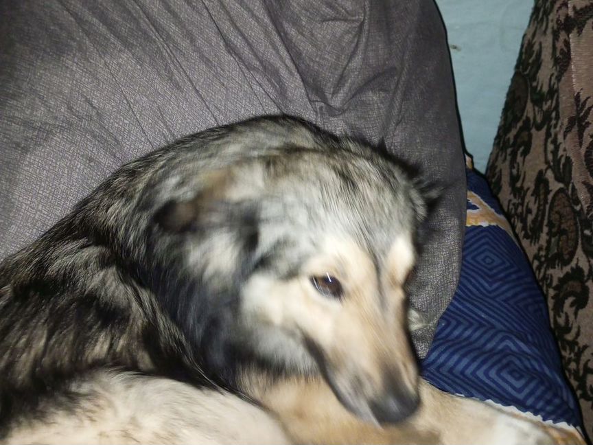 Нашли собачку если хозяевам нужна отзовитесь