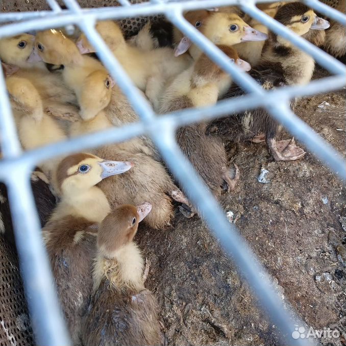 Утята шептуны