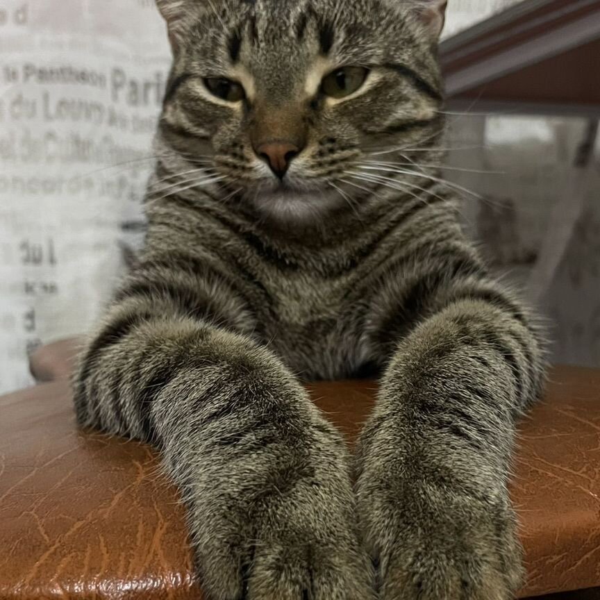 В добрые руки кот мурзик