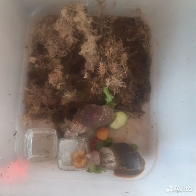 Бесплатно отдам в хорошие руки улиток Ахатина