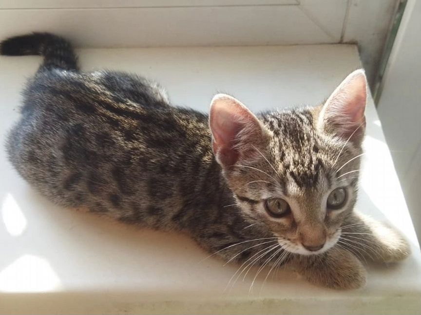 Котята, помесь