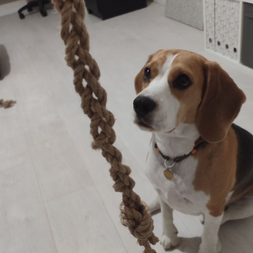 Игрушки для собак. Канат для перетягивания