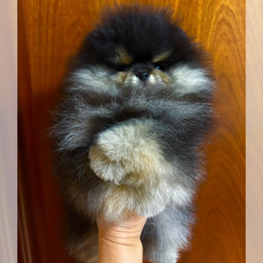 Померанский шпиц, щенок