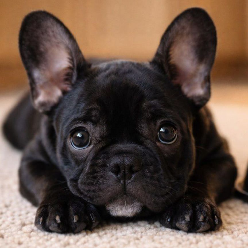 Французский бульдог, щенок